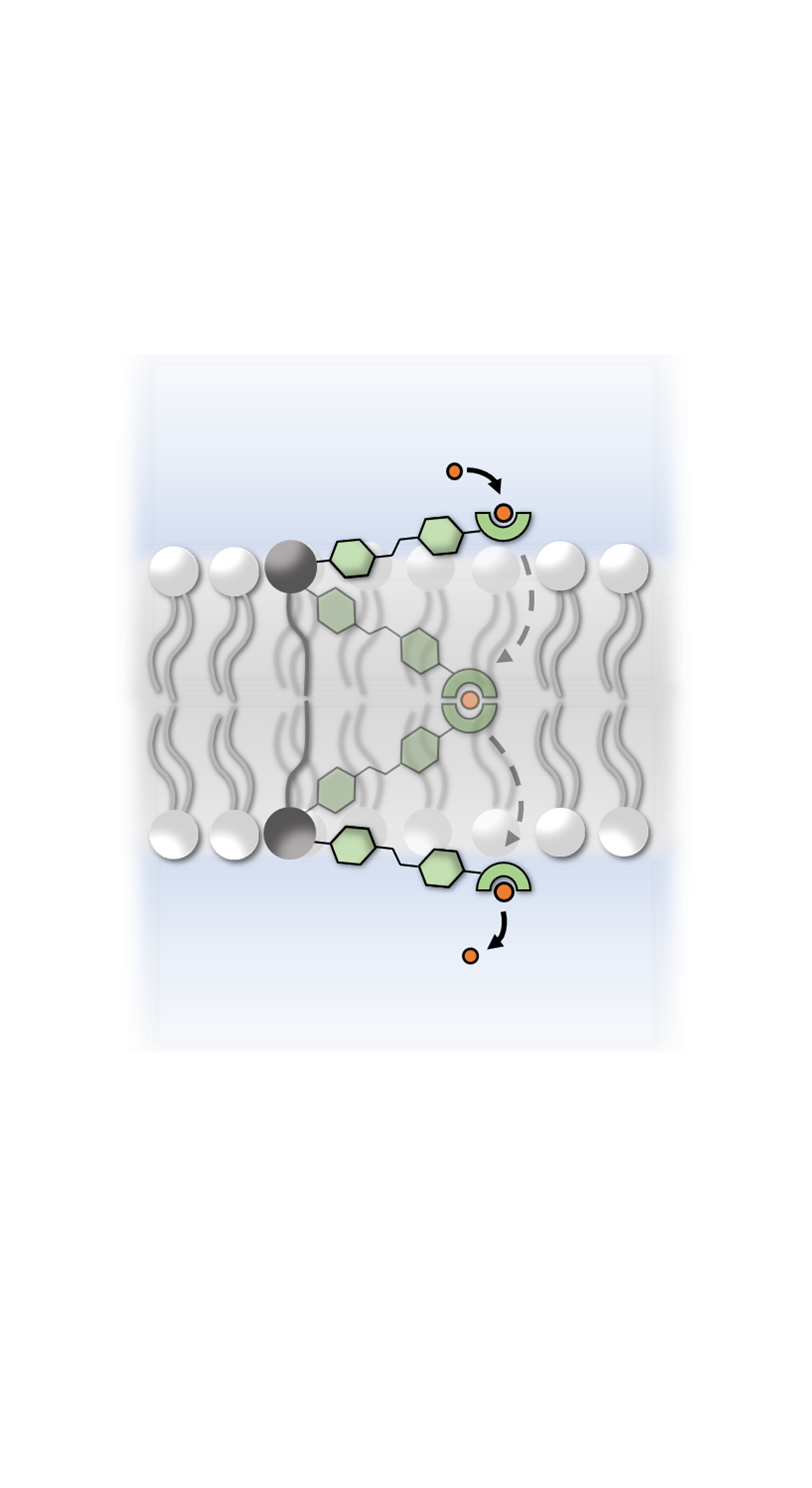 Molecular Machines in Lipid Bilayers | Langton Research Group Molecular Machines in Lipid Bilayers | Langton Research Group