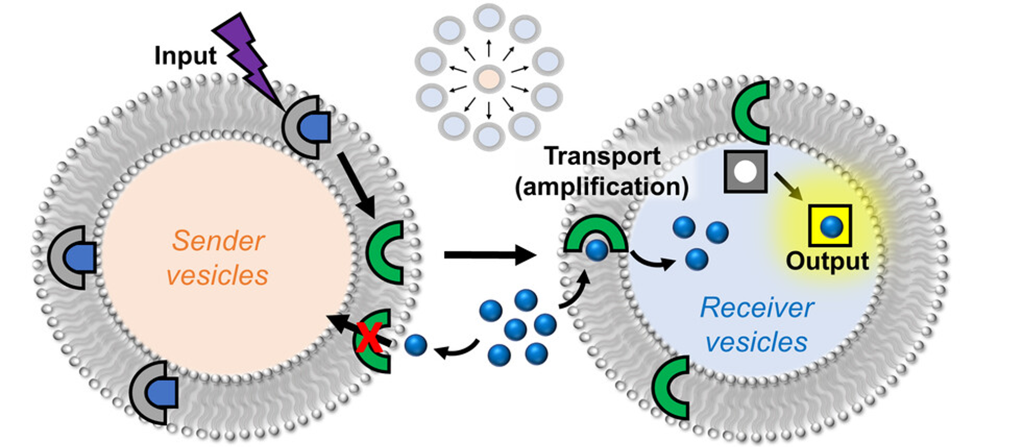 Shaun, Toby and Euan's work is published in Angewandte Chemie ...