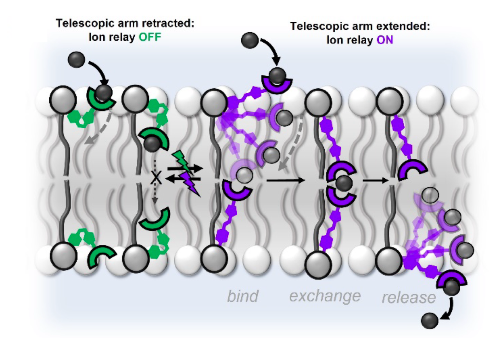 Elin's aryl azopyrazole relay transporter paper is out now in ...